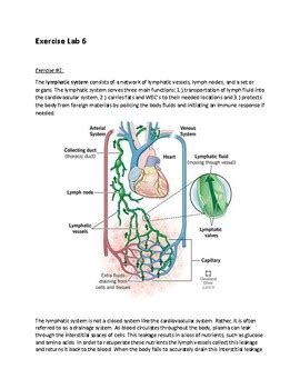A P Ii Lab Exercise Lymphatic System Teacher Version Tpt