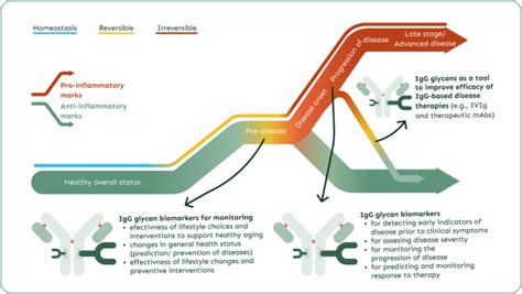 The Importance Of Igg Glycosylation—what Did We Learn After Analyzing