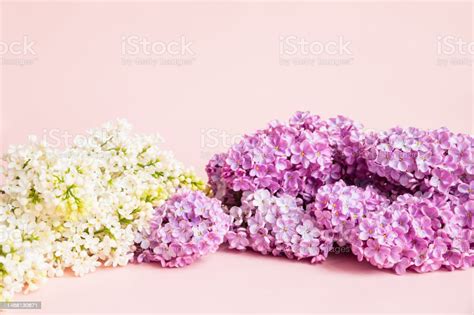 흰색 분홍색 라일락 꽃은 분홍색 배경에 많이 꽃을 피 웁니다 화장품 제품 광고 배경 제품 포장을 표시 할 빈 장소 꽃 프레임 여름의 전면 보기 공간을 복사합니다 0명에 대한