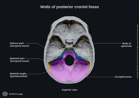 Walls Of Posterior Cranial Fossa Anatomy App