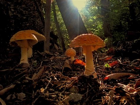 Mushroom Morning Photograph By Gary Blackman Fine Art America