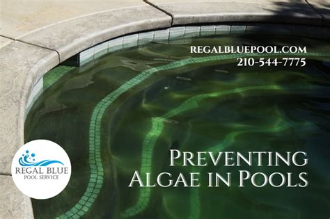 Preventing Algae In Pools Regal Blue Pool
