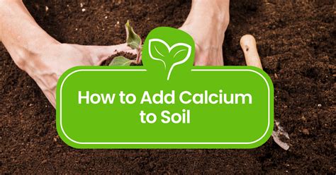 How To Add Calcium To Soil For Thriving Vegetables And Flowers Plantilio