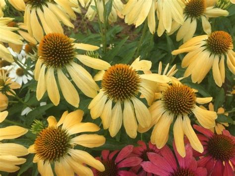 아시는분 집에서 찍은 에키네시아 꽃 이름 꽃 아름다운 꽃