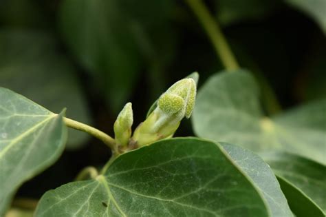 무료 사진 아이비 꽃 봉 오리 상세 정보 녹색 잎 포커스 자연 잎 정원 트리 잎