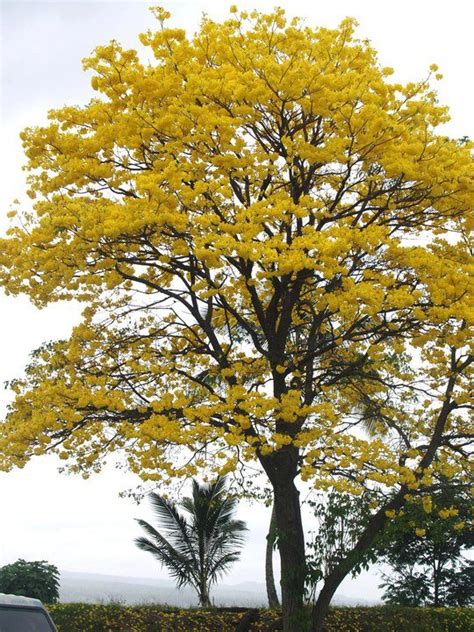 Tabebuia Chrysanthus Commonly Known As Yellow Tecoma Or Gold Tree Growing On Berm By The Mouth
