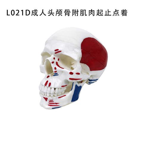 Adult 1 1 Teaching Simulation Human Model Anatomy Digital Coding Skull Identification Specimen