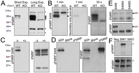 A The Specificity Of The C Terminal Phospho Insensitive Fmrp Tfmrp