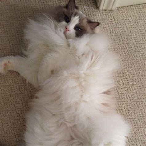 What Do Ragdoll Cats Look Like Diy Seattle