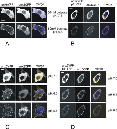 Heterotetramer Formation Is Necessary For Ph Dependent Annexin A2 Download Scientific Diagram