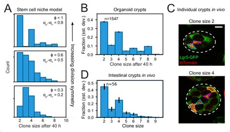 Clone Size Distributions Reveal Symmetry Of Proliferative Behavior A