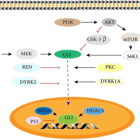 Compound 1 — Physalin F Compound 2 — Physalin B Compound 3 — Physalin Download Scientific