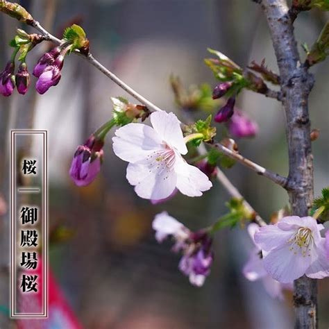 御殿場桜 さくら フジザクラ系の特徴と育て方 苗木部の部室 苗木育てよう By 花ひろばオンライン