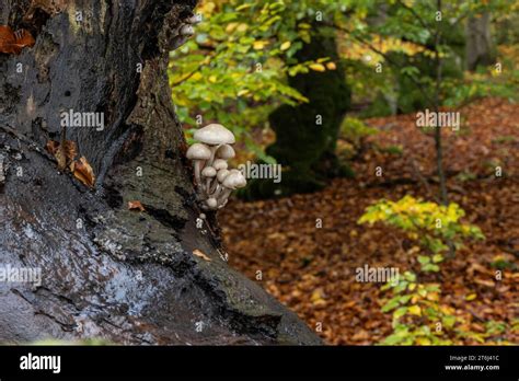 Porcelain Fungi Oudemansiella Mucida On Dying Hornbeam Fagus