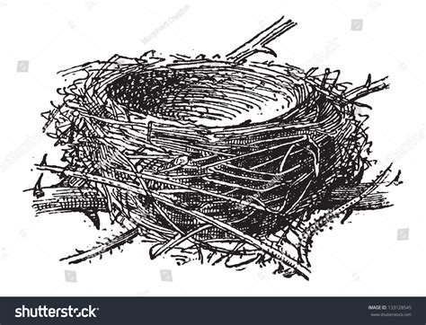 19 243 Bird Nest Drawing Royalty Free Images Stock Photos Pictures Shutterstock