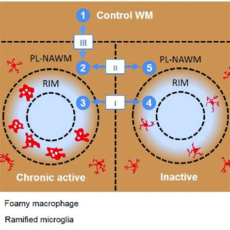 Schematic Overview Of The Different Microarray Analyses Done Roman