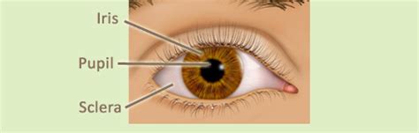 Difference Between Conjunctiva And Sclera Difference Between
