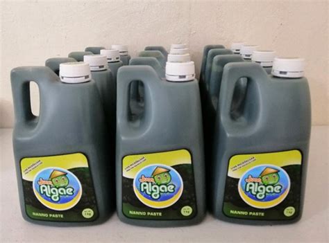 Upv Researcher Innovates First Microalgae Paste In Phl Up Padayon Public Service Office