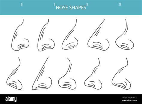 Shapes Of Nose Anatomy Nasal Diseases Medical Infographic Design