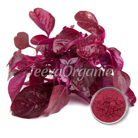 Bulk Amaranthus Leaf Extract Powder 9 Nitrates Supply