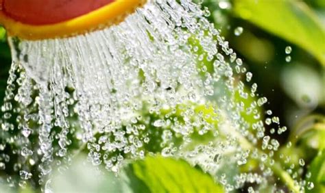 16 Proven Ways To Get Rid Of Aphids On Oleander 2023 The Gardening Dad