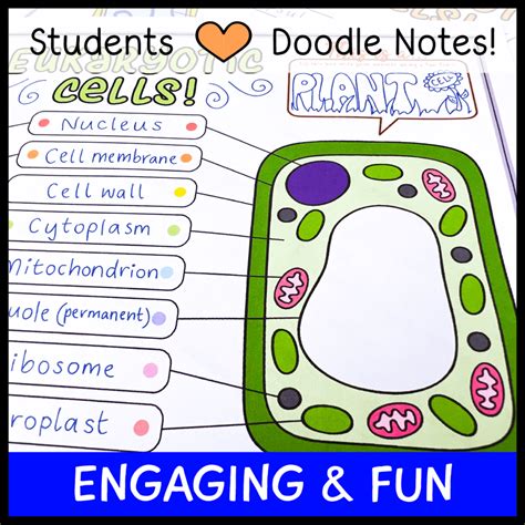 Eukaryotic And Prokaryotic Cells Doodle Notes Emmatheteachie