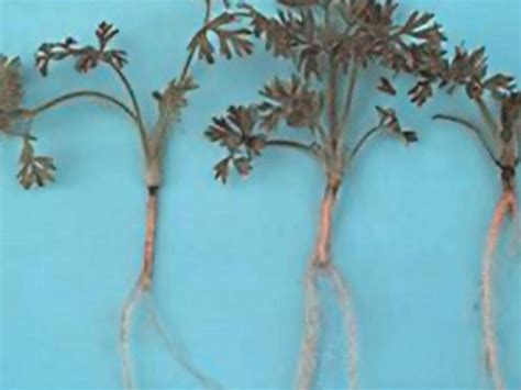 Питиозная гниль моркови