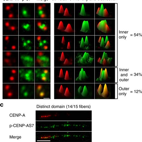 Aurora A Localizes To The Centromeres During Mitosis A Download