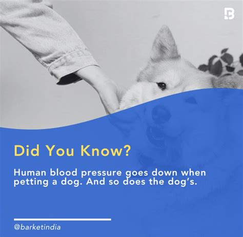 Barket On Linkedin Barketfacts Didyouknow Barketpets Animalsoflinkedin