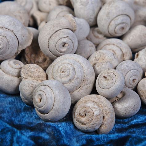 Natural Gastropod Fossil For Earth Wisdom Sage Goddess