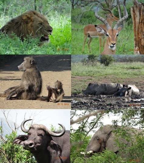 Hluhluwe Umfolozi Game Reserve Durban 3 Day Safari Tour 19 21