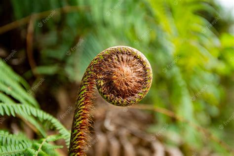 Premium Photo Fibonacci Numbers In Nature