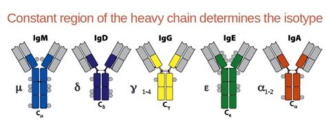 Ige Antibodies Structure Properties And Functions • Microbe Online