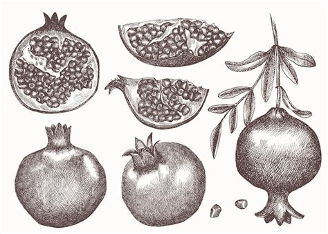 석류 무료 벡터