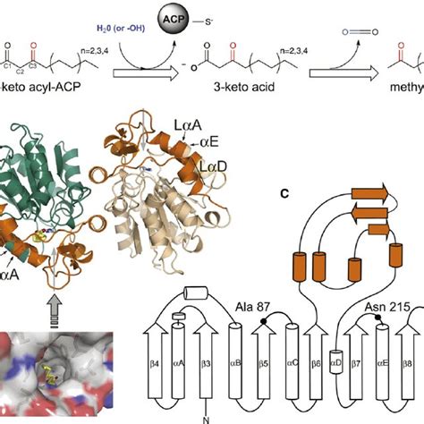 Functional Assay Of Ar In Yeast The Expression Of The Ade2 Gene Is Download Scientific Diagram