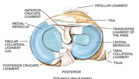 Biology 430 Unit 2 Joint Classifications And Synovial Joint Types Flashcards Quizlet
