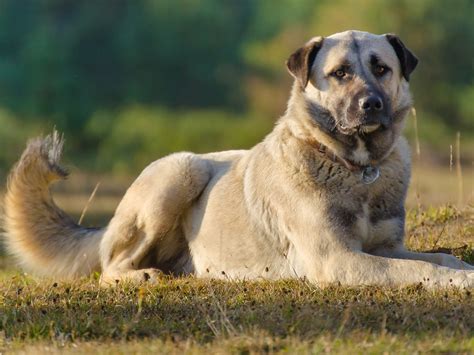 Whats The Price Of An Anatolian Shepherd In 2025