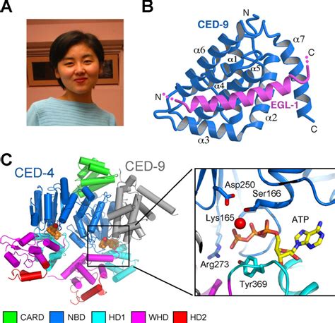 Mechanisms Of CED 4 Sequestration By CED 9 And Activation By EGL 1 A Download Scientific