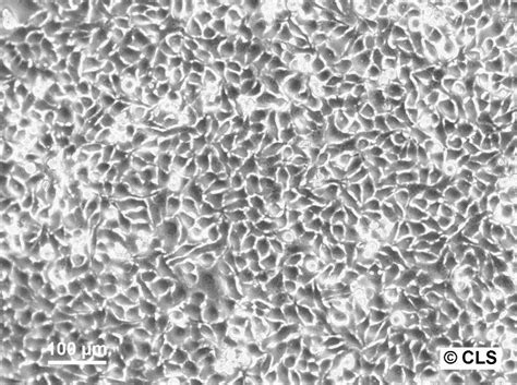 Hep 2 Xl Biotec