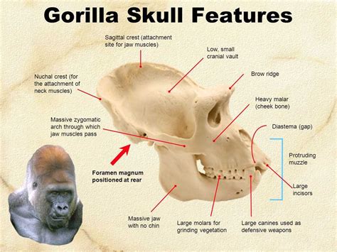 Uncovering The Answers Analyzing Human Evolution Through Skull