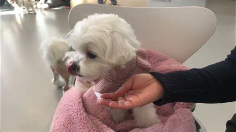 하남 미사 안녕 강아지 카페 Youtube