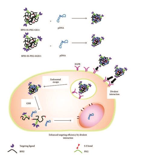 Schematic Of Gene Drug Delivery By Using Ge11 Peptide Based