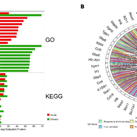 Functional Analysis Of The Differentially Expressed Transcripts