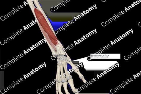 First Metacarpal Bone Complete Anatomy