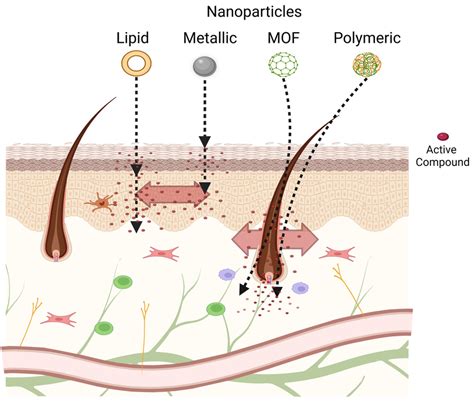 Scheme Of Potential Skin Penetration Routes Of Different Types Of