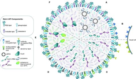 Visual Representation Of Examples Of Different Lipid Nanoparticle Lnp Download Scientific
