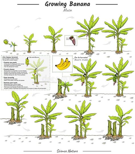 Growing Banana Illustration With Explanation Stock Vector Illustration Of Leaf Diagram 289426210