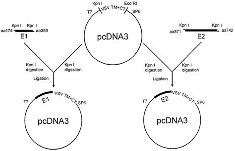 Schematic Presentation Of The Chimeric Gene Constructs Used For