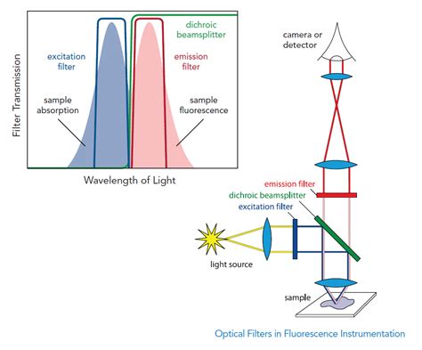 Selecting Optical Filters For Fluorescence Multiplexing White Paper