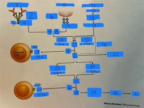 201 Complement Cascadeand Antibody Structure Flashcards Quizlet